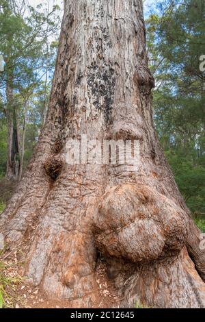 Red Tingle tree, Valley of the Giants, Walpole-Nornalup National Park ...