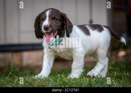 An 8 week old male Springer Spaniel explores and plays in his new ...