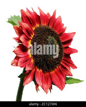 Sunflower (Helianthus annuus) red, green leaves, white background ...