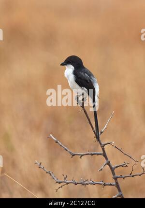 long tailed tit sitting on a branch Stock Photo - Alamy