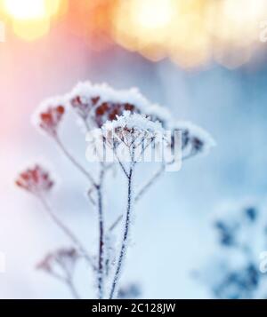 Winter landscape.Winter beauty scene Stock Photo - Alamy