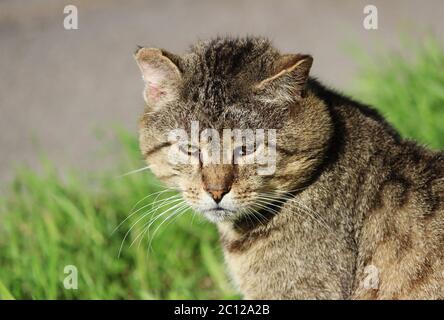 hardened homeless cat reed color with injuries to the ear and scabies ...