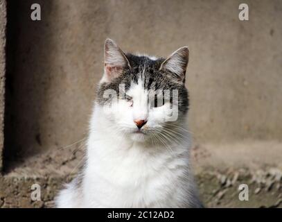 cat infected with feline herpesvirus - Feline viral rhinotracheitis or ...