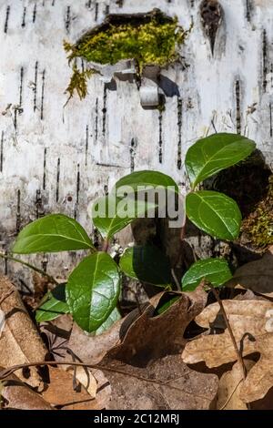 Aromatic Wintergreen, Gaultheria procumbens, leaves on the forest floor ...
