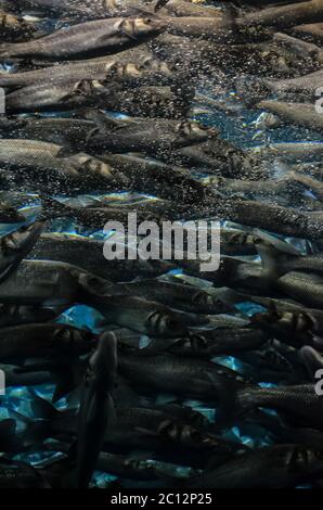 School of Silver Gray Fish Stock Photo - Alamy