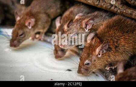 Rats drink milk Karni Mata Temple Deshnok Rajasthan India Stock Photo ...