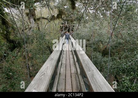 Canopy walkway at the Myakka River State Park, Florida, USA Stock Photo ...