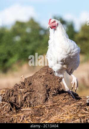 Closeup on a laying hen perched freely in a lush green paddock Stock ...
