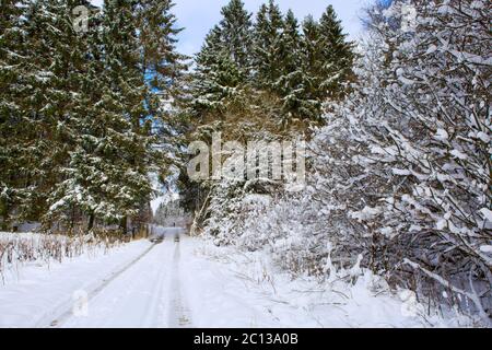 Winter lane among frosted trees backlit by the morning sun Stock Photo ...
