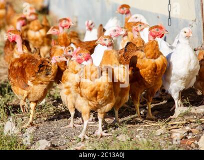 A flock of chickens roam freely in a lush green paddock Stock Photo - Alamy