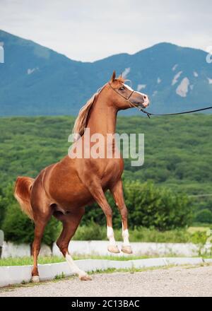 Arabian Horse. Chestnut stallion rearing in the desert Egypt Stock ...