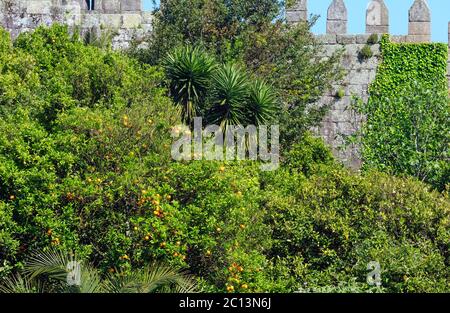 Porto city spring view with tangerine tree in front (Portugal Stock ...
