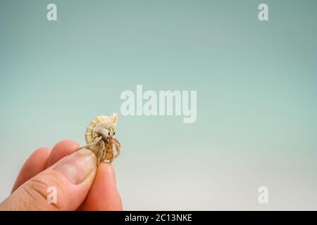 crab in human hand Stock Photo - Alamy