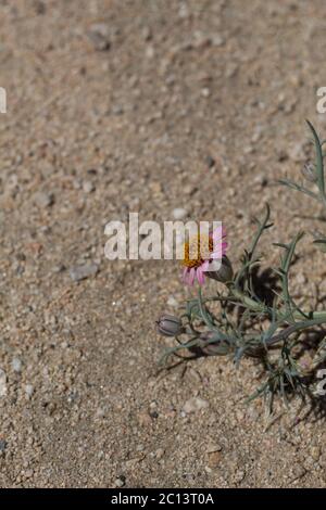 Hole In The Sand Plant, Nicolletia Occidentalis, Asteraceae, native ...