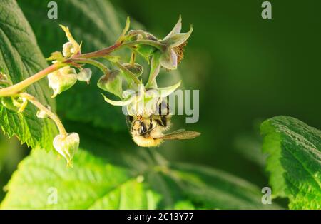 A honey bee on a raspberry flower, spring season background image Stock ...