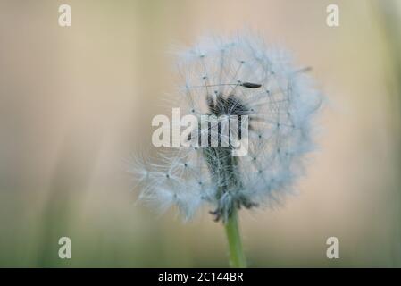 Dandelion flower plant Stock Photo - Alamy