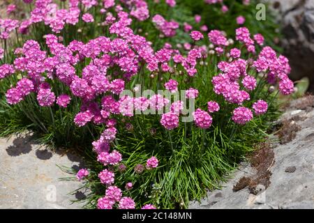 Thrift / Sea Pink flowers growing amongst rocks on beach with view to ...