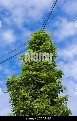 Lamp post covered with climbing Ivy (Hedera helix Stock Photo - Alamy