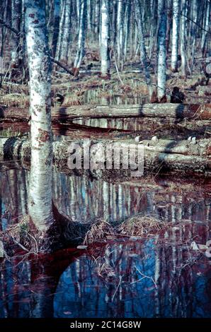 Russian forest in early spring. Shallow depth-of-field Stock Photo - Alamy