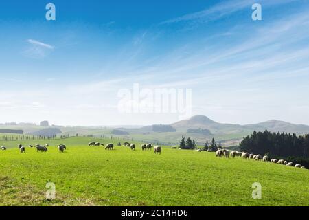 beautiful pasture with animals near hill Stock Photo - Alamy