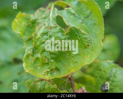 Shot hole disease, Coryneum blight Stock Photo - Alamy