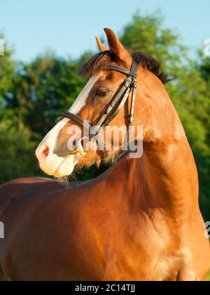 portrait of sorrel welsh pony Stock Photo - Alamy