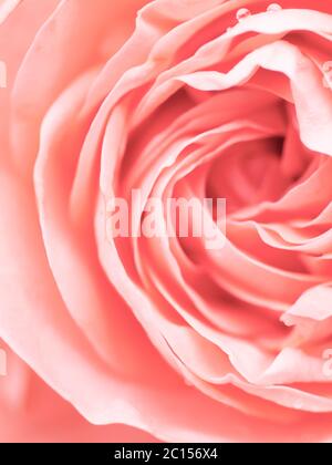 Shallow focus shot of a beautiful wedding bouquet with roses Stock ...