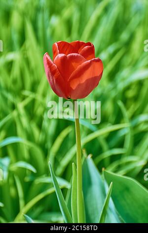 Red tulip flower head. Open tulip flower head with pistils and stamens ...