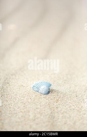 Old dried white calcified bivalve seashell half buried in beach ...