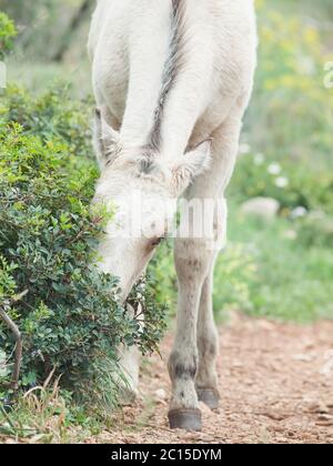 portrait of half-wild cream foal. Israel Stock Photo - Alamy