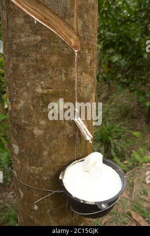 juice of rubber trees to collect in the cups for the production of ...