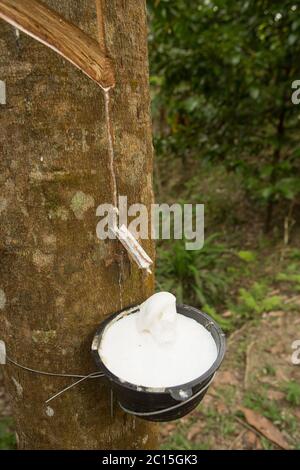 juice of rubber trees to collect for the production of rubber Stock ...