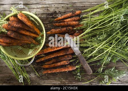 Clean a bunch of carrots Stock Photo - Alamy