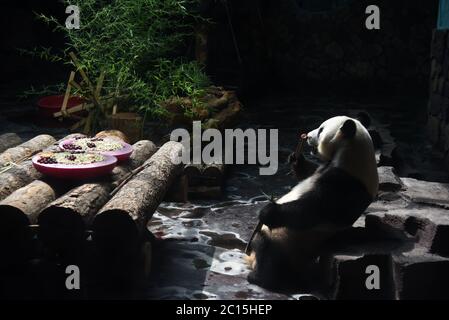 Giant panda Kai Kai eats a bamboo during his new male cub gender reveal ...