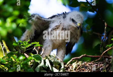 Common Buzzard chick developing in the nest Stock Photo - Alamy