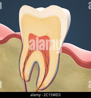 Dental tooth structure. Cross section of human tooth on blue background ...