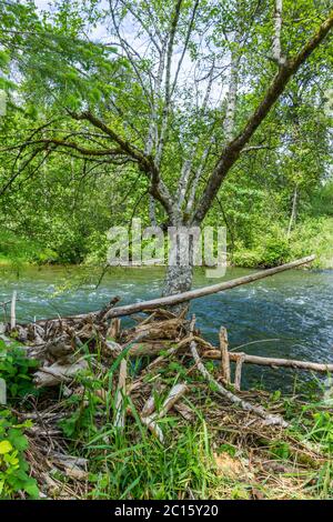 The Green River near Auburen Washington flows past a tree Stock Photo ...