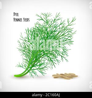 fennel seeds vector on white background Stock Vector Image & Art - Alamy