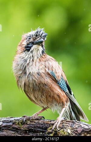 European Jay in mid Wales during springtime Stock Photo - Alamy