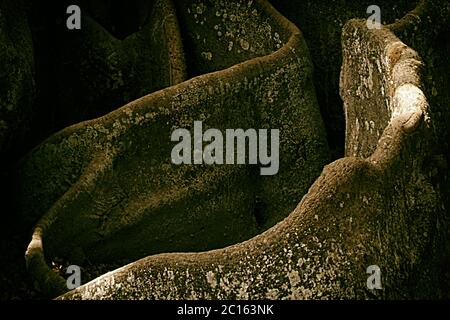 sinuous roots of ceiba, africa Stock Photo - Alamy