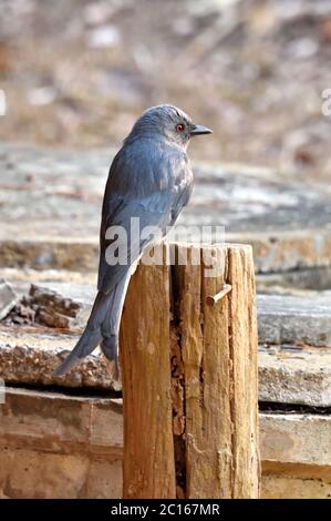 Ashy Drongo bird perched on a branch (Dicrurus leucophaeus Stock Photo ...