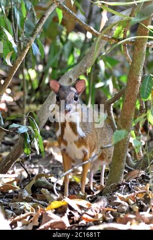 Lesser Oriental Chevrotain, Tragulus kanchil, also known as lesser ...