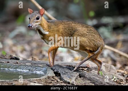 A wary Lesser Mouse-Deer (Tragulus kanchil) in the forest in Western ...