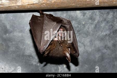 A Greater Woolly Horseshoe Bat (Rhinolophus luctus) in it's favourite ...