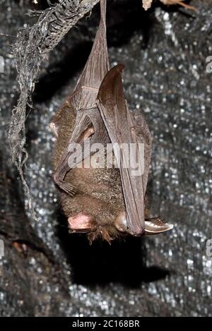 A Greater Woolly Horseshoe Bat (Rhinolophus luctus) in it's favourite ...