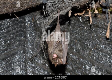 A Greater Woolly Horseshoe Bat (Rhinolophus luctus) in it's favourite ...