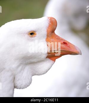 Portrait of a white wild goose. Goose close up Stock Photo - Alamy