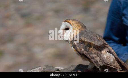 This White Barn Owl with scientific name of Tyto Alba is flying to ...