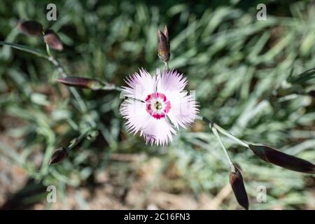 Dianthus gratianopolitanus, Cheddar pink Stock Photo - Alamy