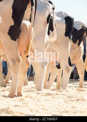 cow udders. outdoor Stock Photo - Alamy